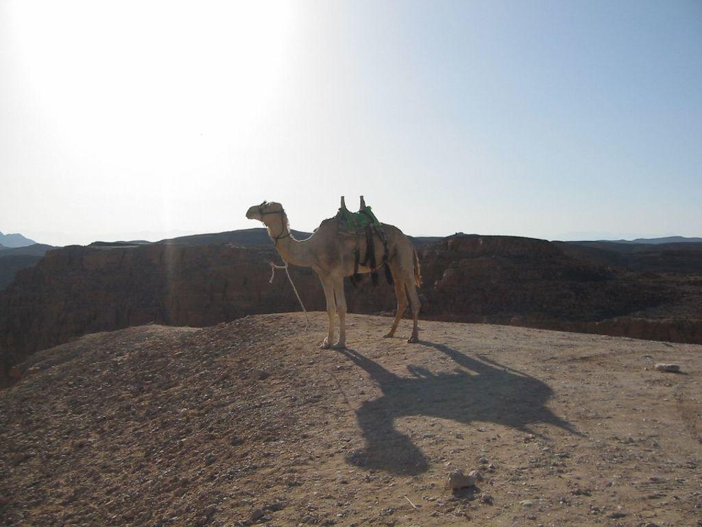 Camel Detection Object Detection Dataset By Object Detection