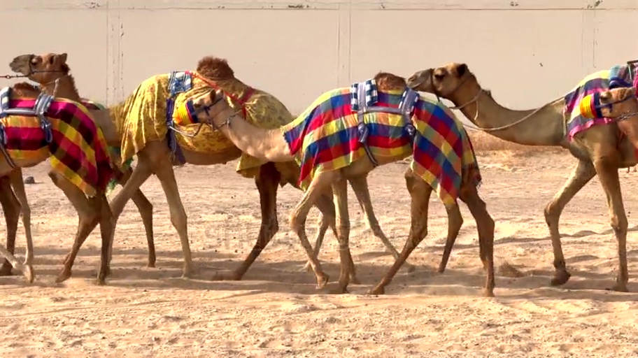 Camel Object Detection Dataset By Object Detection