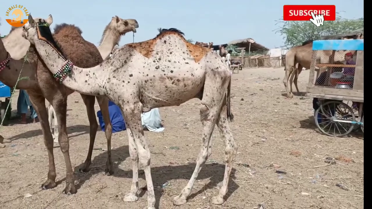 Camel Skin Marks Object Detection Dataset By Object Detection