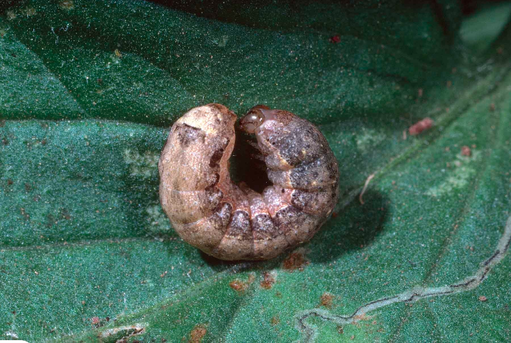 Plant Pest Object Detection Dataset by Projek Dataset Hama Tumbuhan
