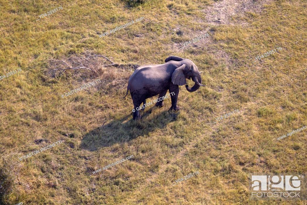 elephant_aerial Object Detection Dataset and Pre-Trained Model by ...