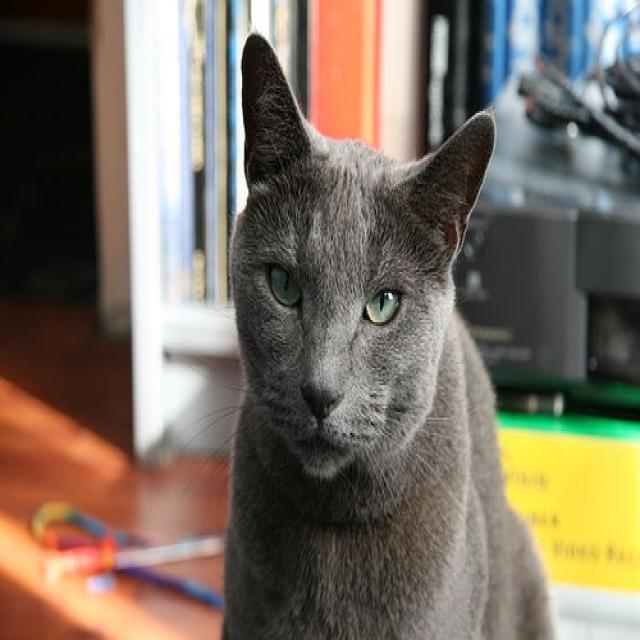 Detect And Classify Object Detection Object Detection Dataset and Pre-Trained Model by catbreed