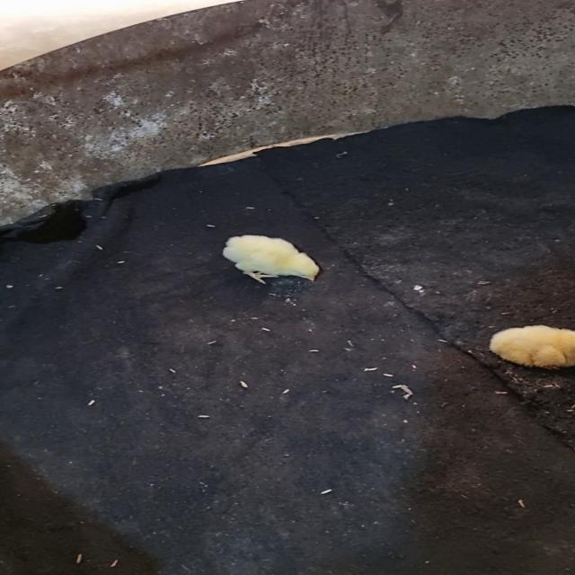 Lameness Detection In Chicks Dataset 1 Object Detection Dataset And Pre