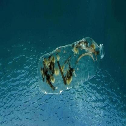 underwater Object Detection Model by ayush