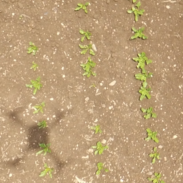 Data Annotation Object Detection Model By Gdaa3000project