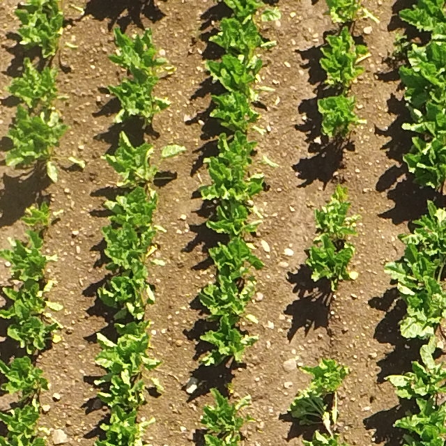 Data Annotation Object Detection Dataset by GDAA3000Project