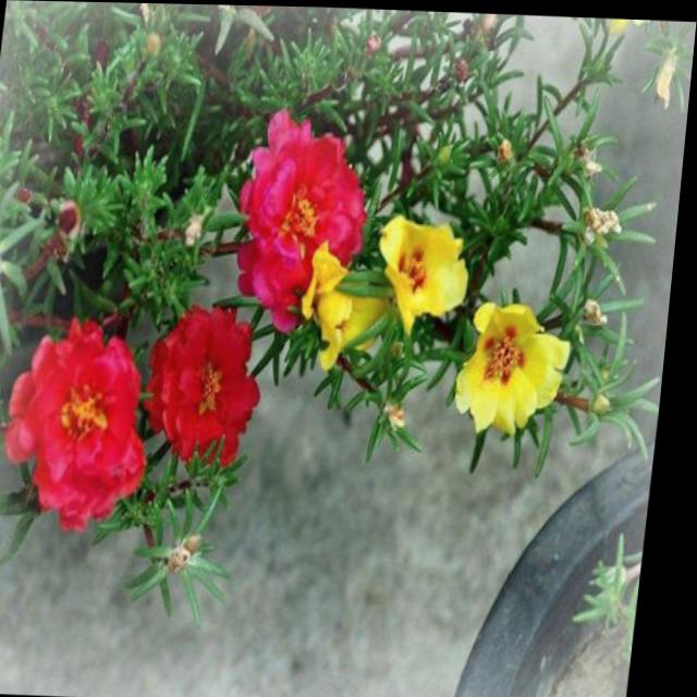 How to Use the flower detect Object Detection API