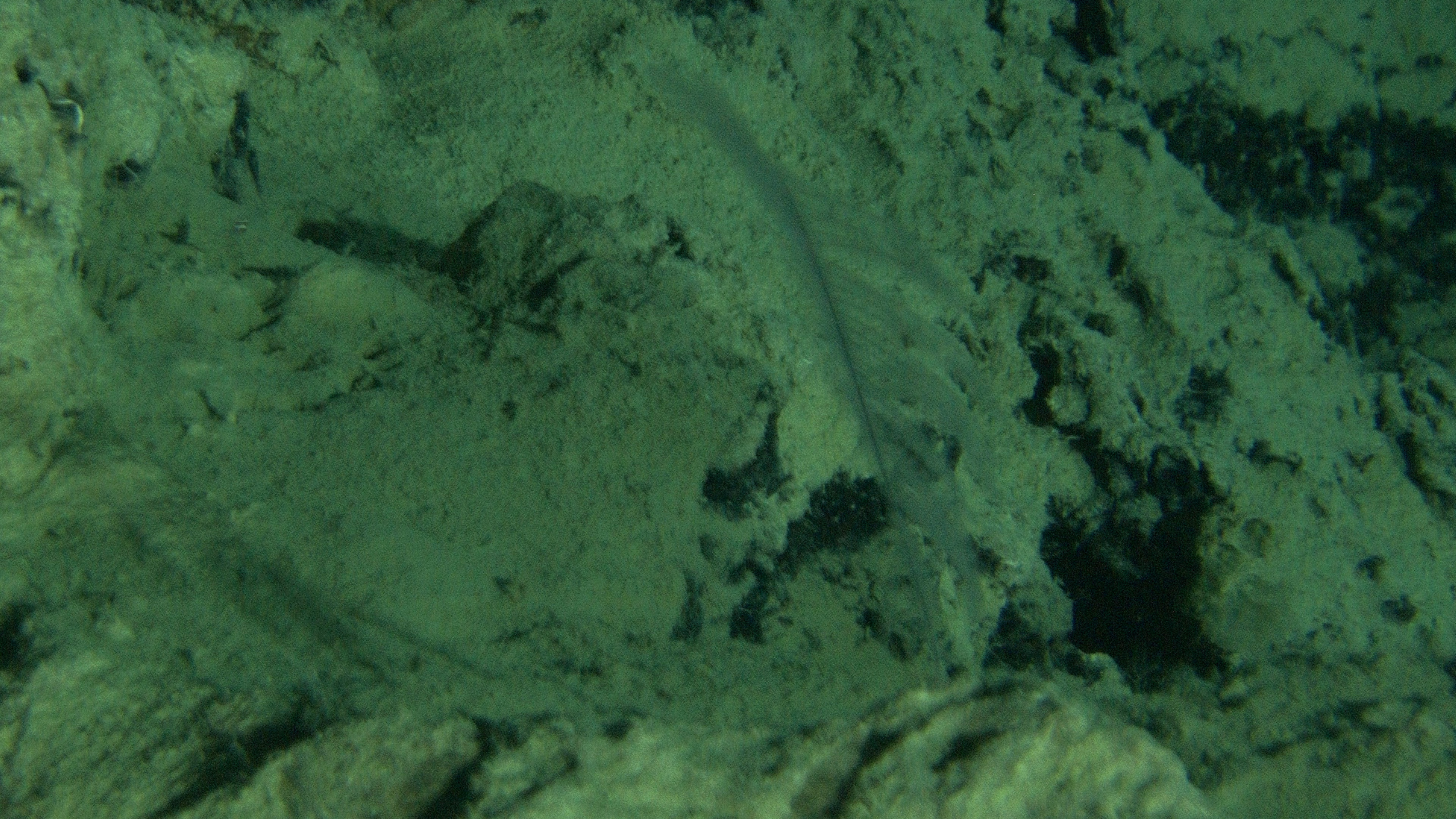 Segmentation Mesophotic Coral Object Detection Dataset V28 Octocoral