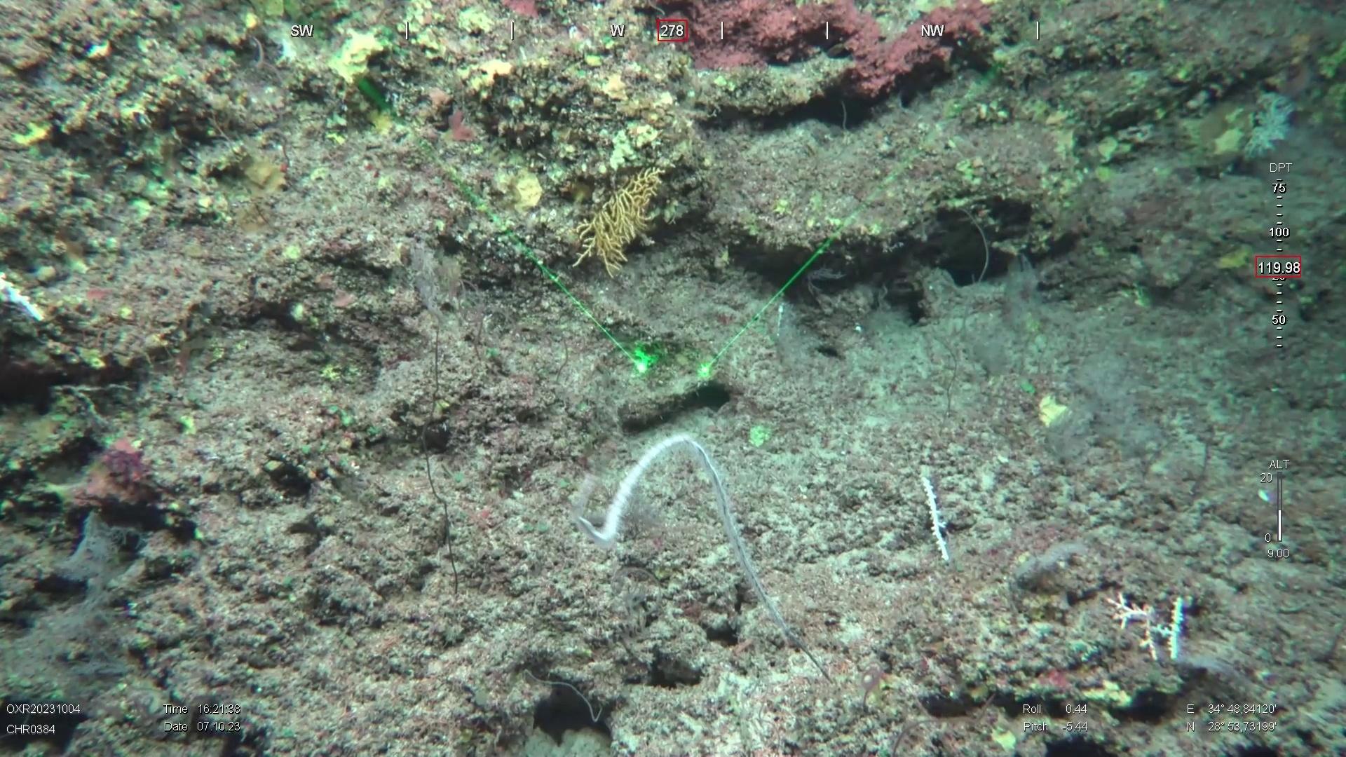 segmentation_wire_coral_transects Instance Segmentation Dataset by HaBB