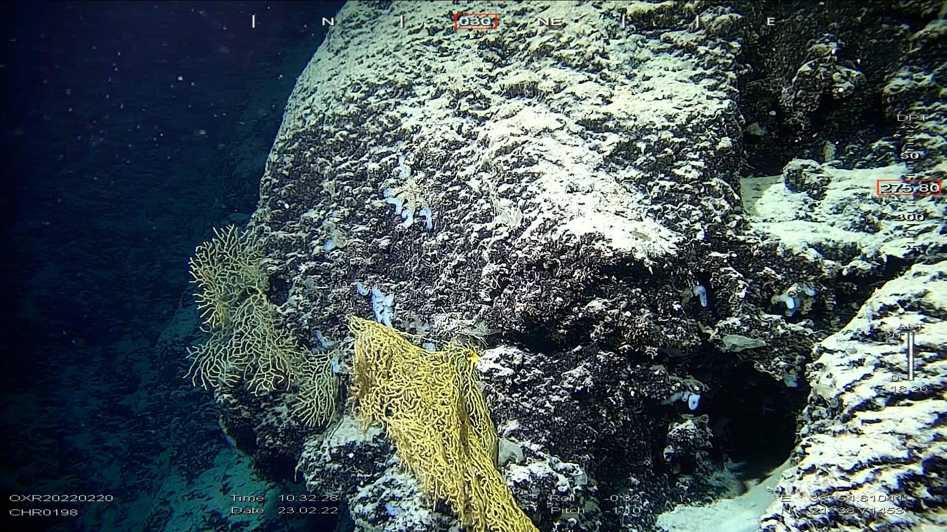 octocoral_1_seg Instance Segmentation Dataset by HaBB