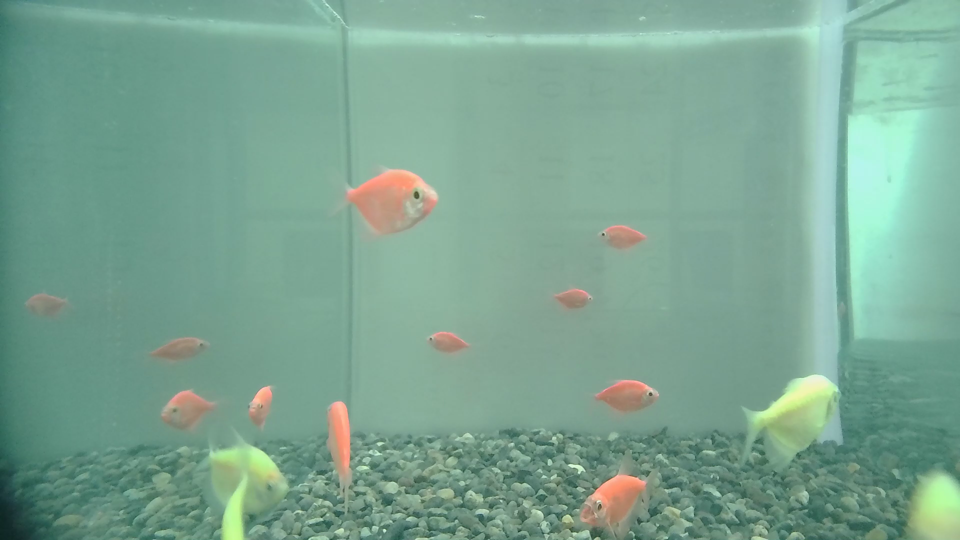 20240523_fish Object Detection Dataset by Hyson