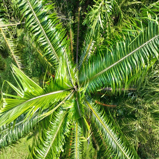 Palm Tree Labeling Object Detection Dataset By Contourer