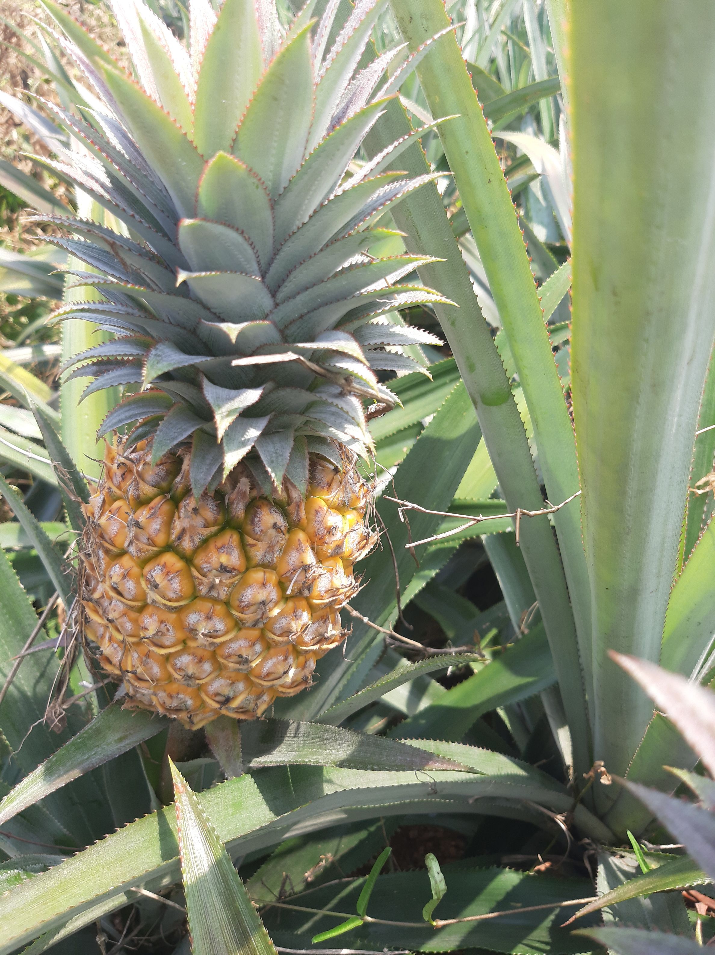 pineapple Object Detection Dataset and Pre-Trained Model by pineapple
