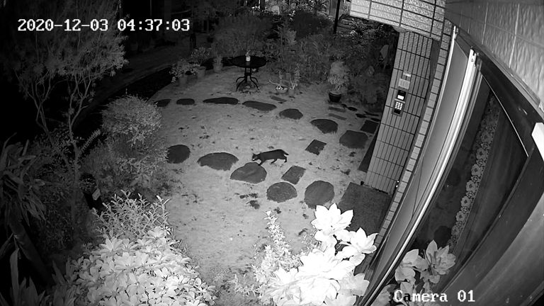 zoo 2 Object Detection Dataset by COW r