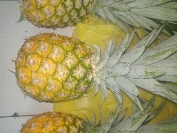 Pineapple Maturity (pineapple-maturity-evfqu) - Roboflow Universe