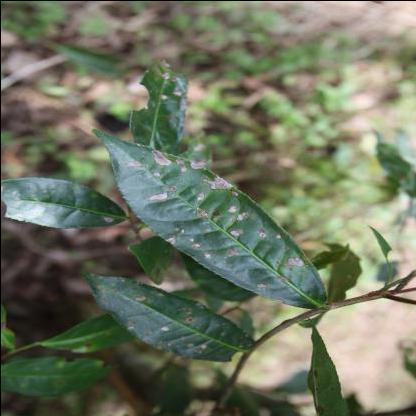 Leaf rust of tea Object Detection Dataset by Skripsi