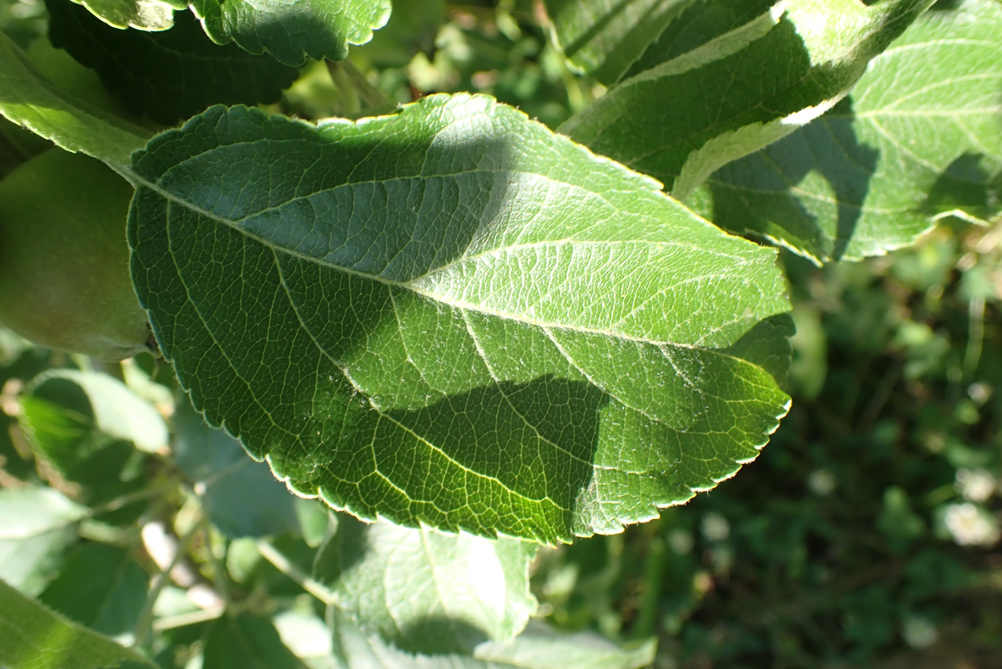 Leaf Disease Object Detection Model by Ivana