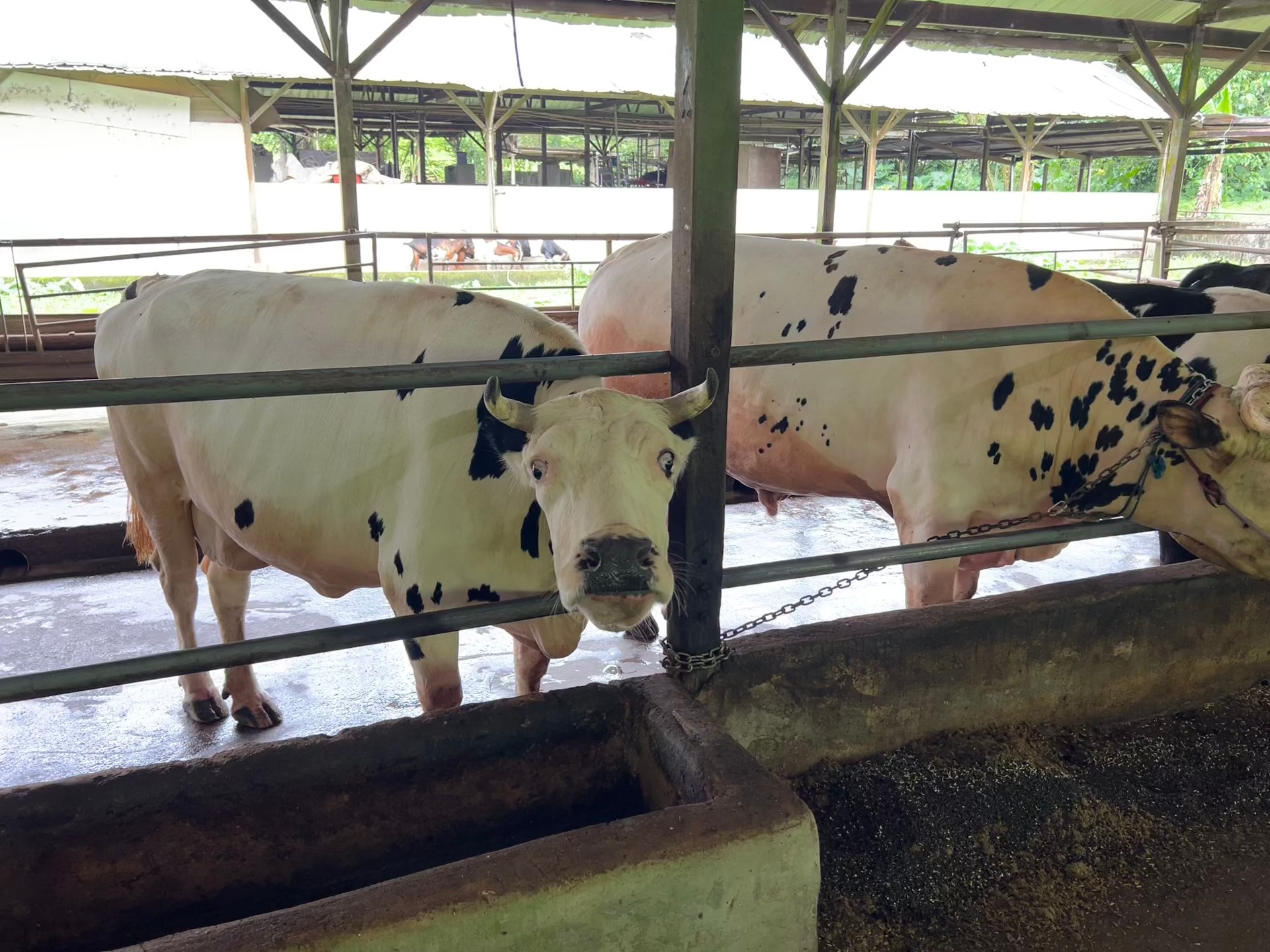 Singapore Cow Dataset Instance Segmentation Dataset By Leanse