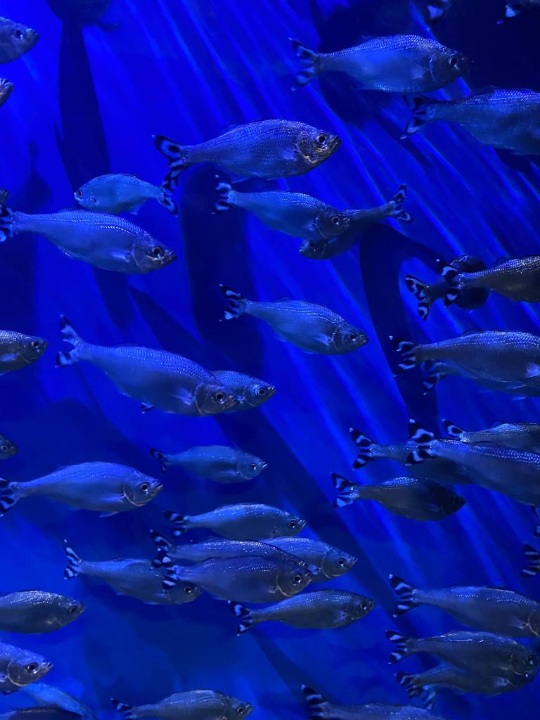 Underwater Object Detection Object Detection Dataset And Pre Trained