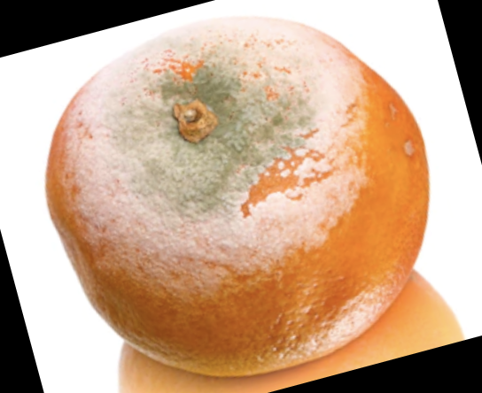 Orange Classification Classification Model by Surya Kumara