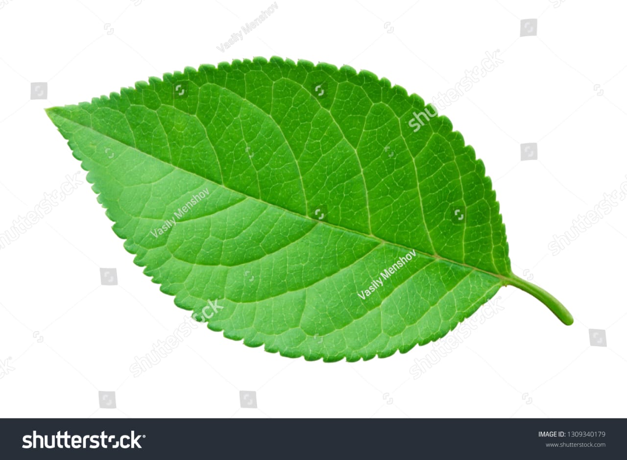 Venkat_leaf Object Detection Dataset by Venkatanarayana Moram