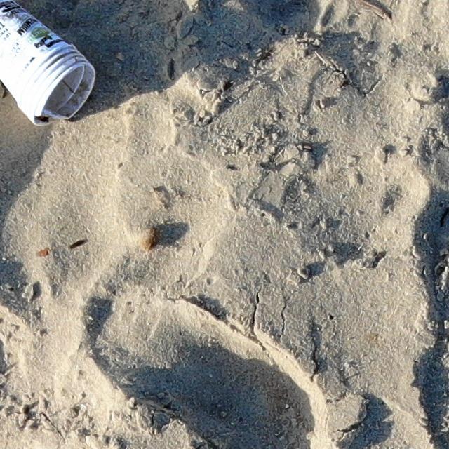 IA PROJECT (ia-project-x4wsk) - Roboflow Universe