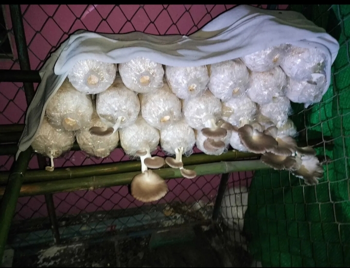 How To Use The Final Project Bhutanese Fairy Mushroom Object Detection Object Detection Api