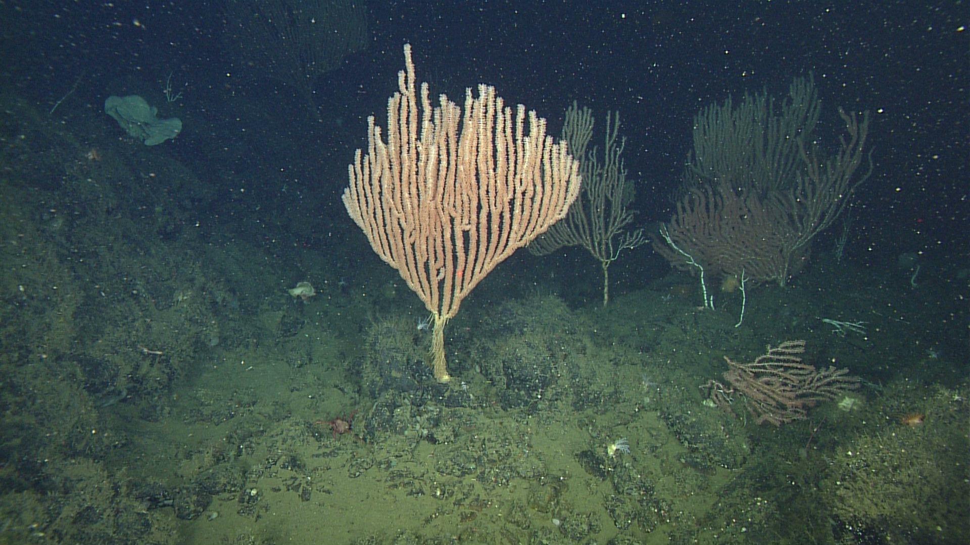 Ocean creatures Object Detection Dataset by Hello