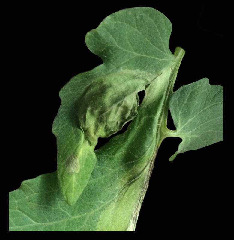 Tomato Leaf Disease Classification Dataset by project