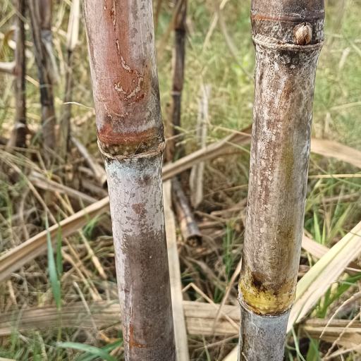 Sugarcane Buddetection Dataset Object Detection Dataset By Buddetection