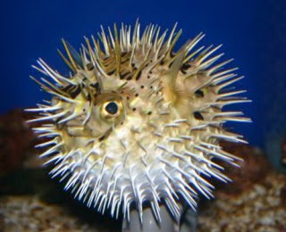 Balloonfish File Object Detection Dataset By Iput Hackathon