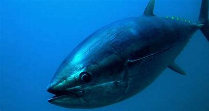 fish file 'Tuna' Object Detection Dataset by IPUT hackathon