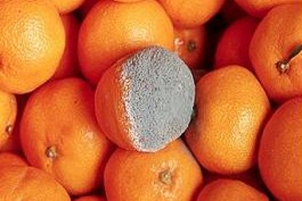 Mandarin Object Detection Dataset by kyonggi university