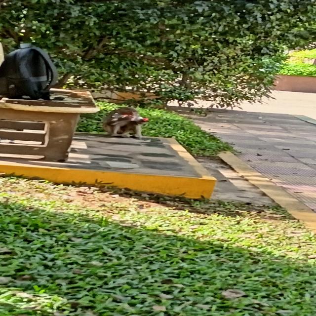 Monkey_detection2 Classification Dataset and Pre-Trained Model by ...