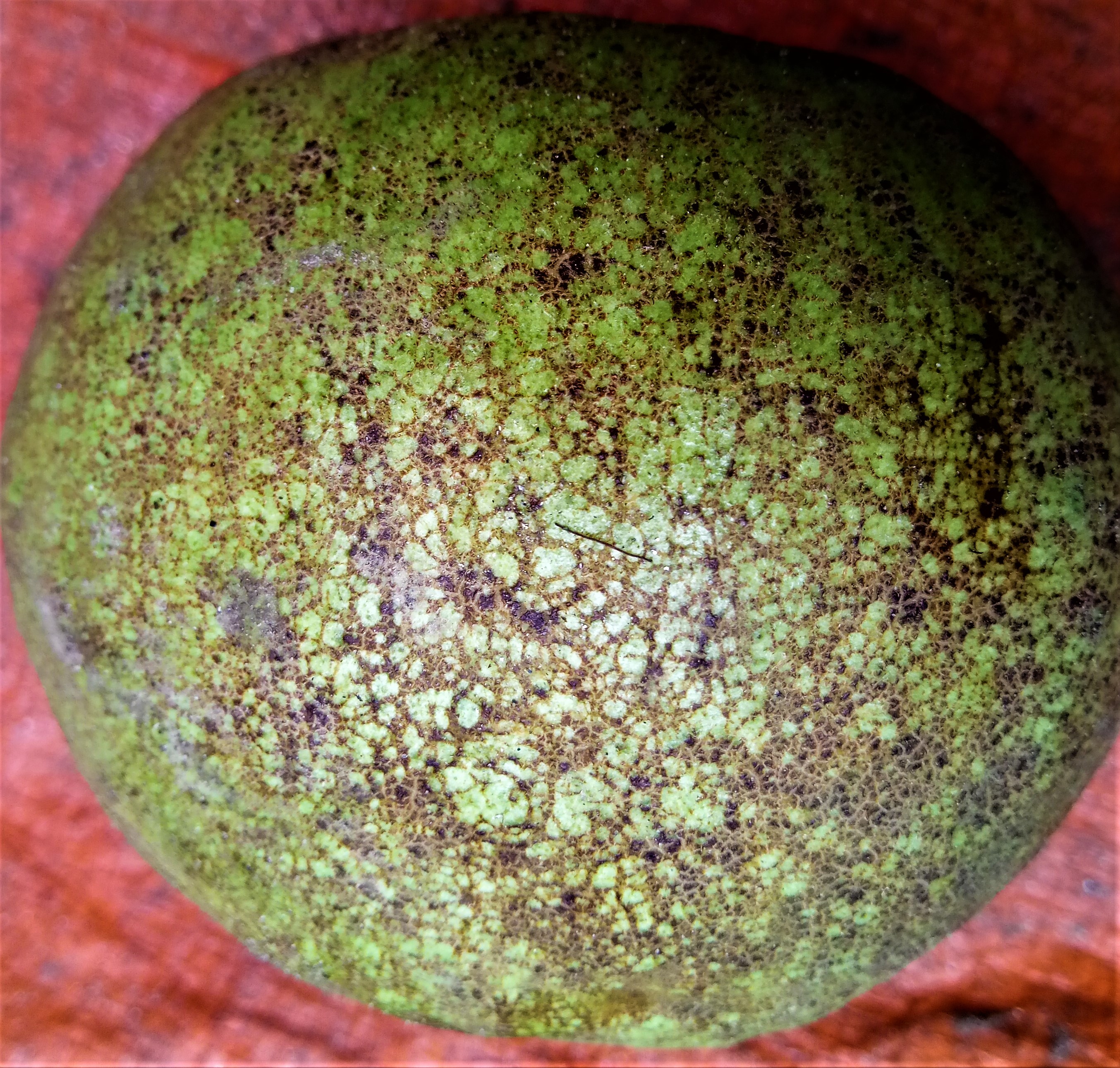 Guava_Instance Segmentation Instance Segmentation Dataset by Guava