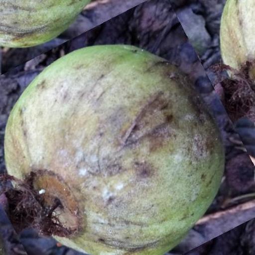 Guava_Disease_segmentation Instance Segmentation Dataset by Guava