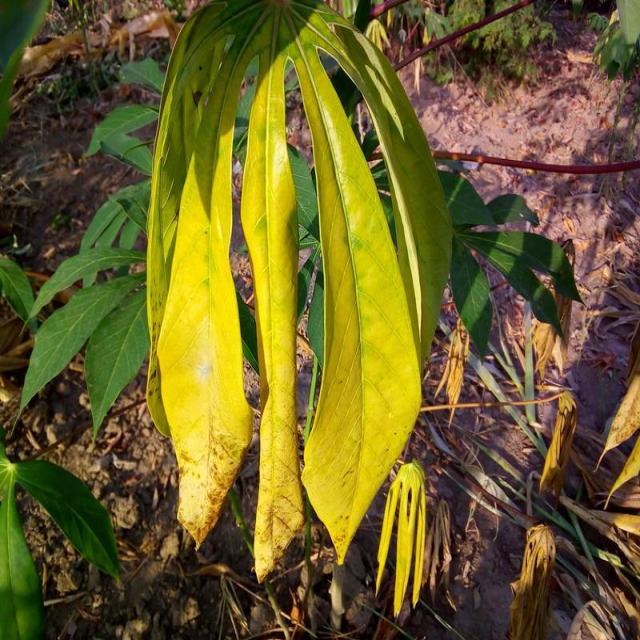 Cassava V1 Object Detection Dataset By Skripsi