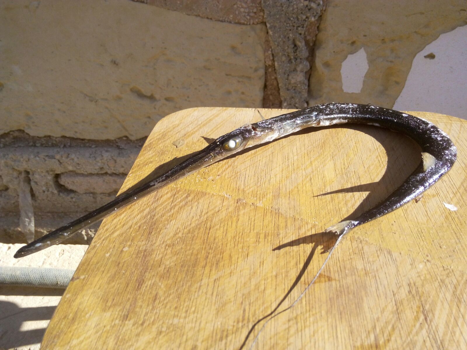 Msc Pt 2 Object Detection Dataset By Msc Pt2