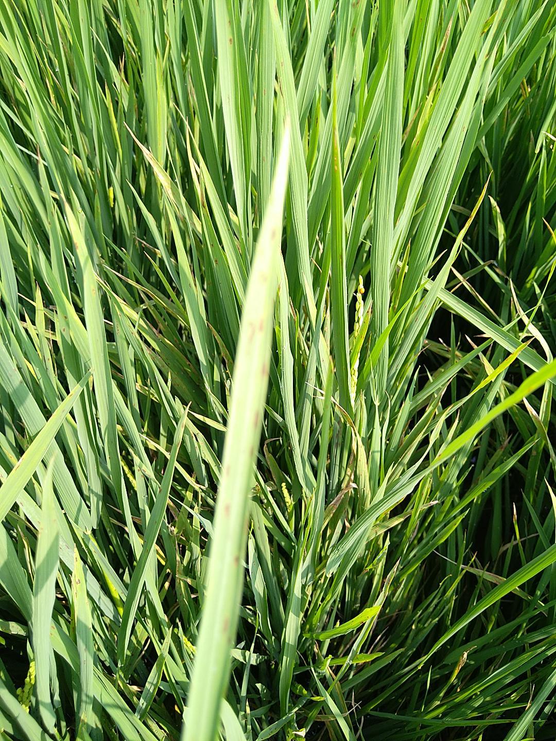 disese detection Object Detection Dataset and Pre-Trained Model by yolov8