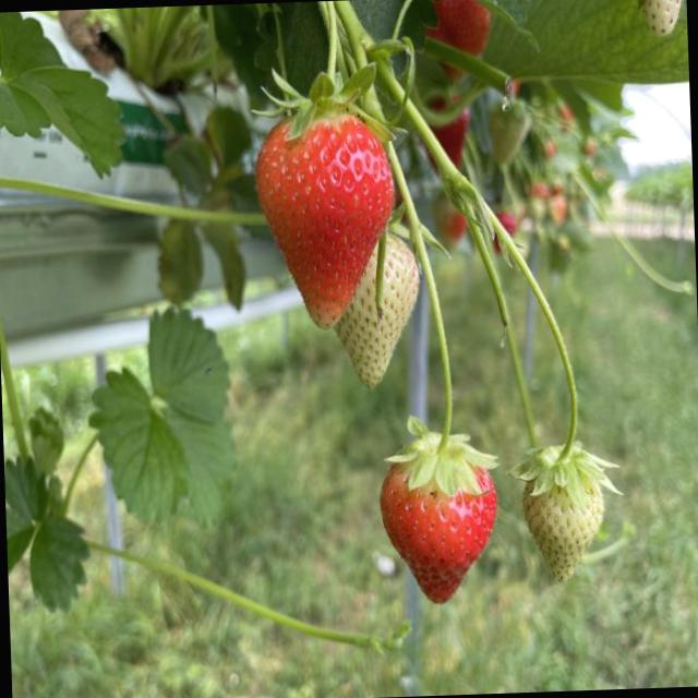 Strawberry Model Instance Segmentation Dataset by YK Workspace