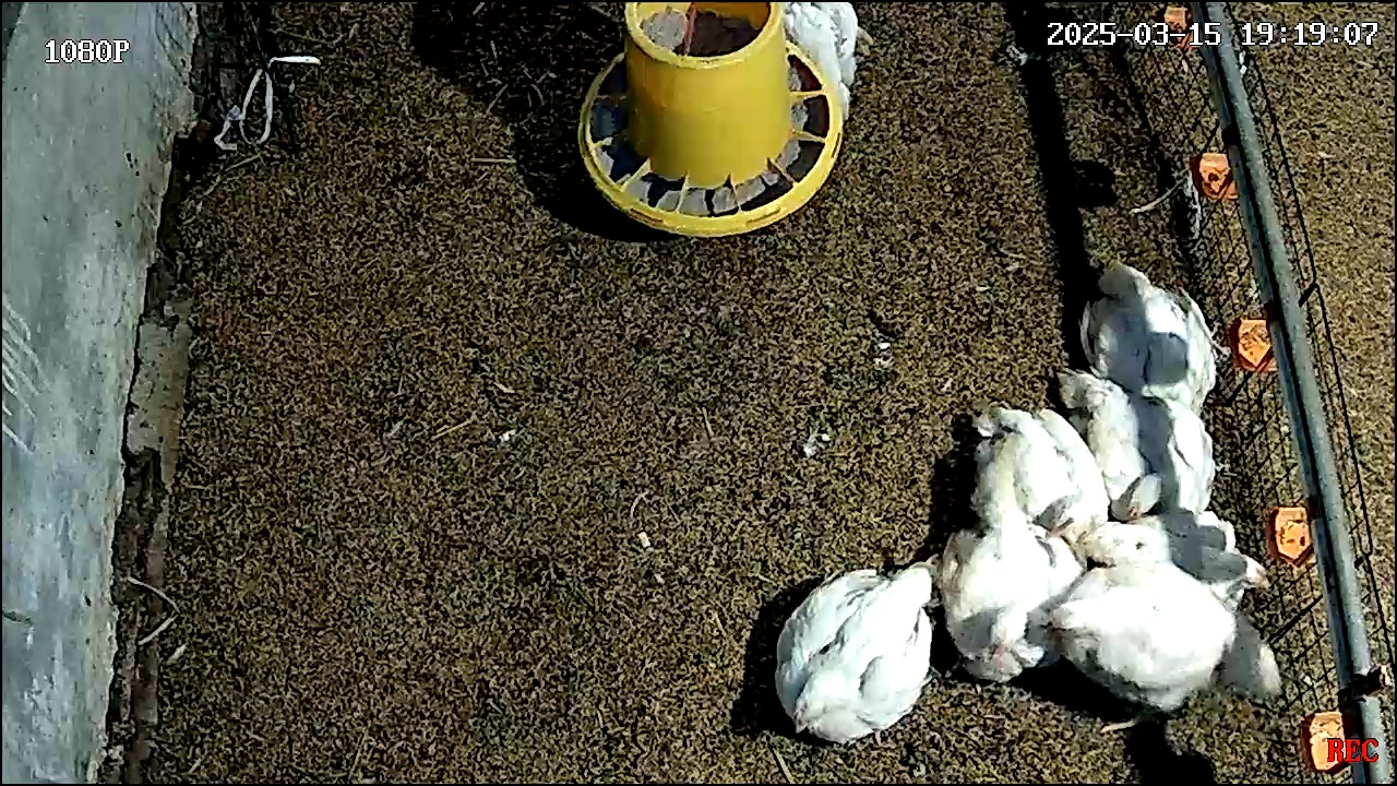 How to Use the Ayam Pedaging V2 Object Detection API