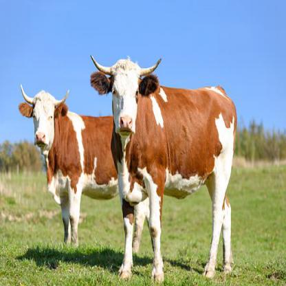 cows Object Detection Dataset by fire