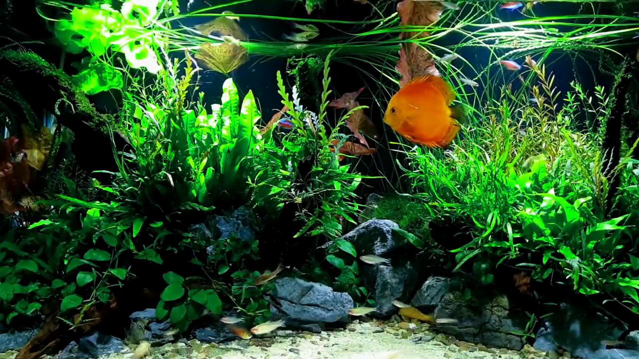 fish annotated Object Detection Dataset and Pre-Trained Model by fish tank