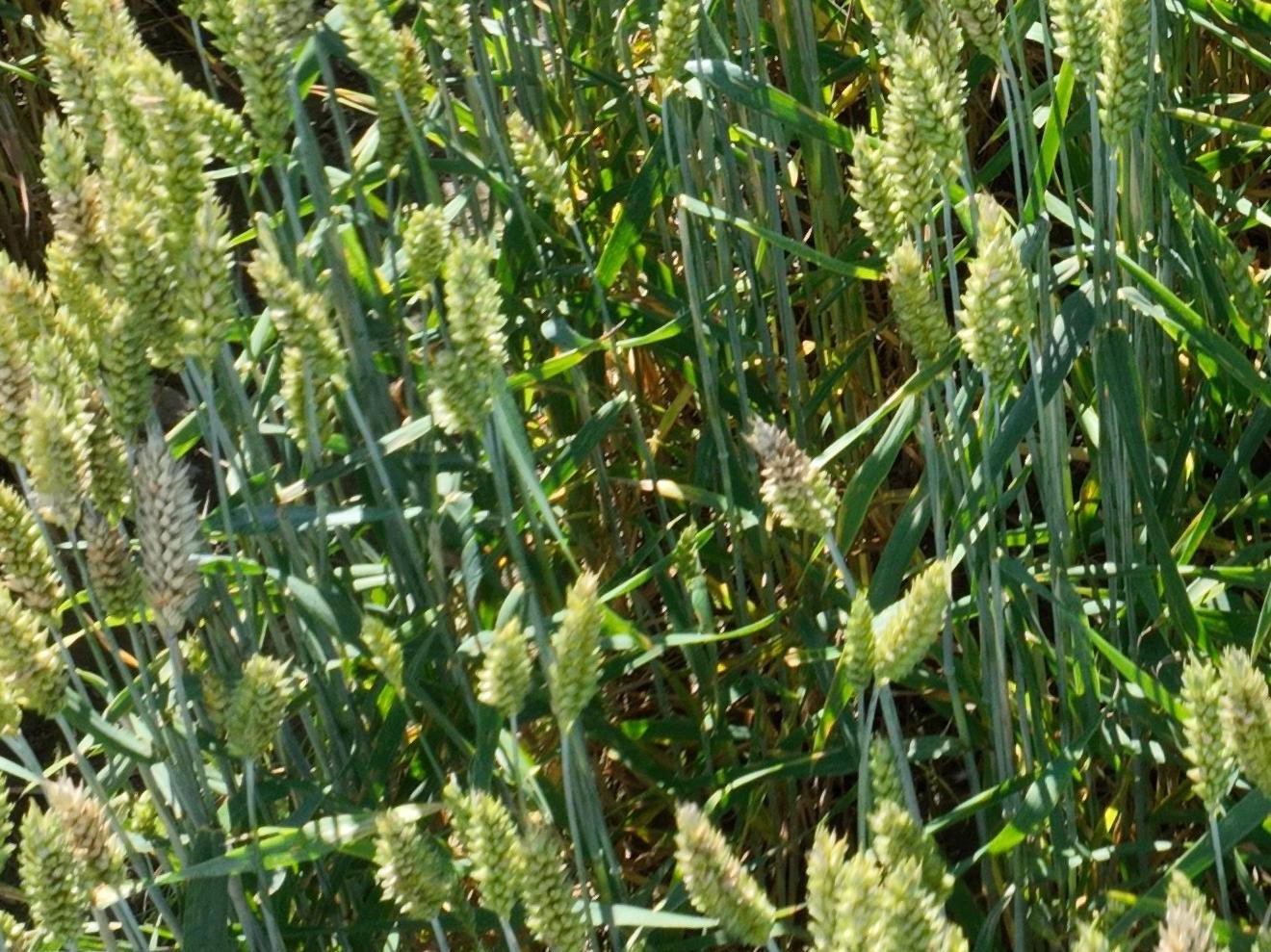 Wheat Instance Segmentation Dataset And Pre Trained Model By Wheatannotation