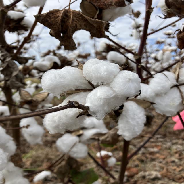 hardlock-detection Instance Segmentation Dataset and Pre-Trained Model by sentinel