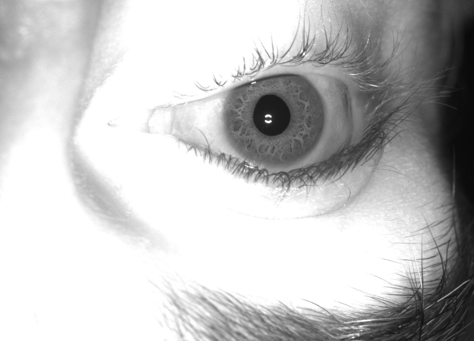 WholeIris Instance Segmentation Dataset by MSmirnov workspace