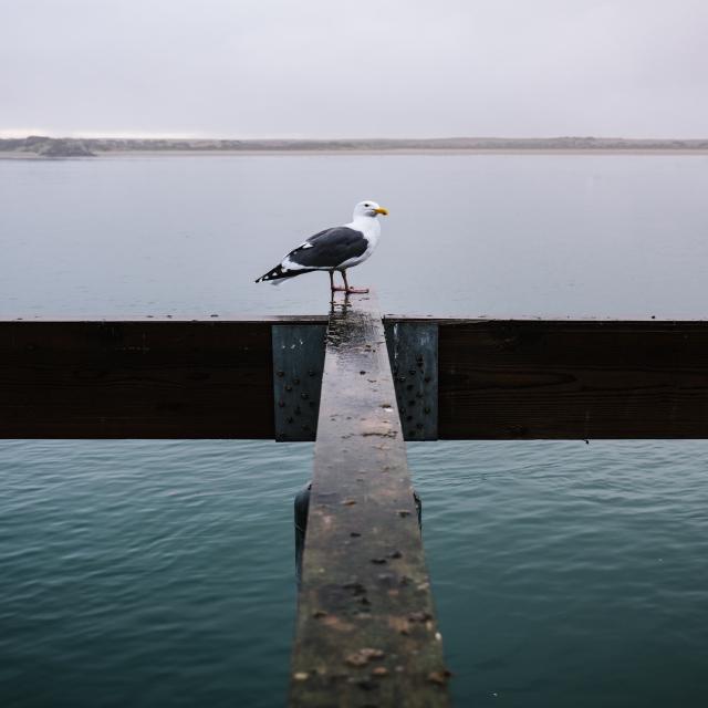 bird Object Detection Dataset by bird