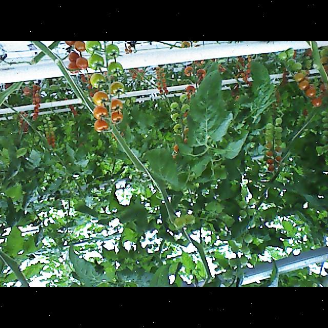 tomato Object Detection Dataset and Pre-Trained Model by tomato