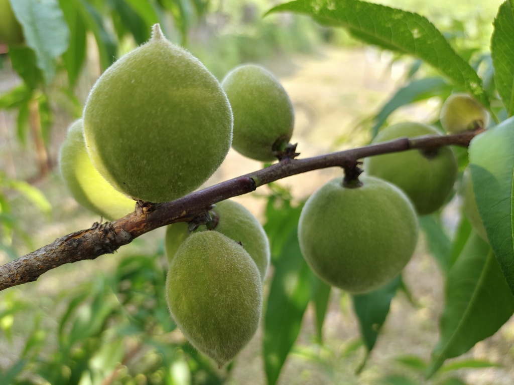 NinePeach Instance Segmentation Dataset by new-workspace-ud5t6