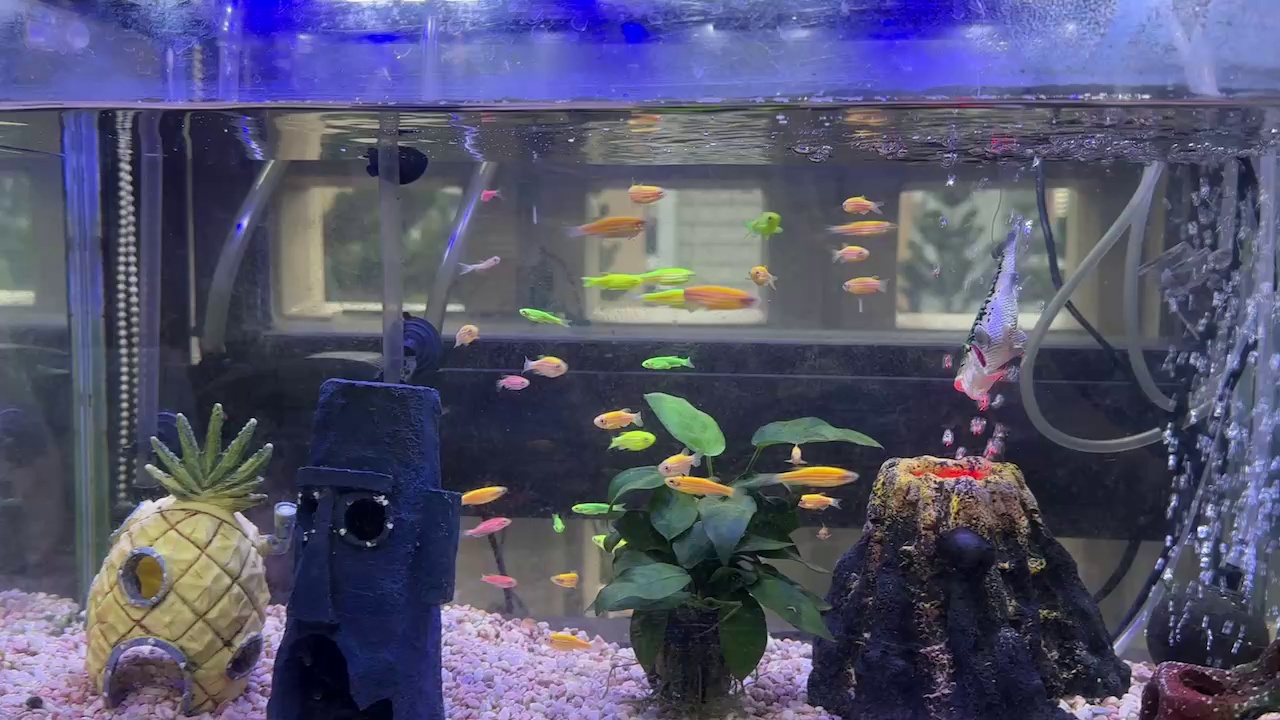 Fish Object Detection Dataset by Fish